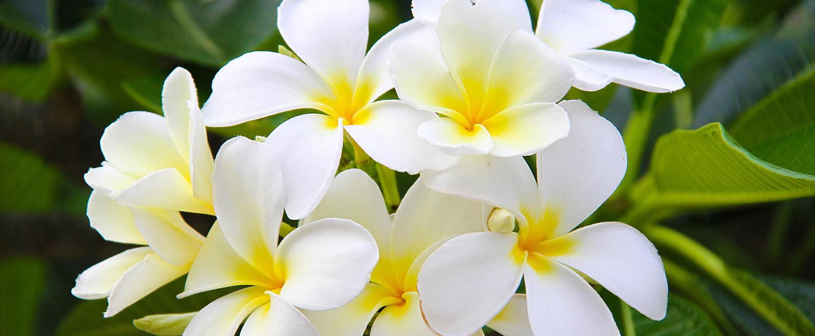 Monoi Oil: The Polynesian treasure | BeautyProphet Scoop Blog